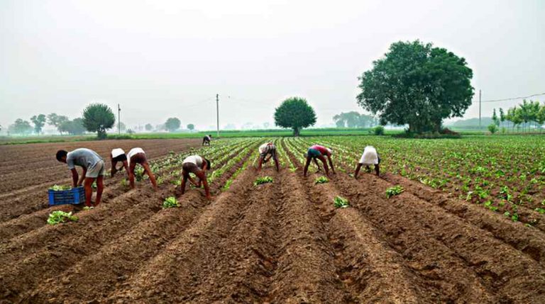 Organic farming: Tripura to take lessons from Sikkim - The Statesman