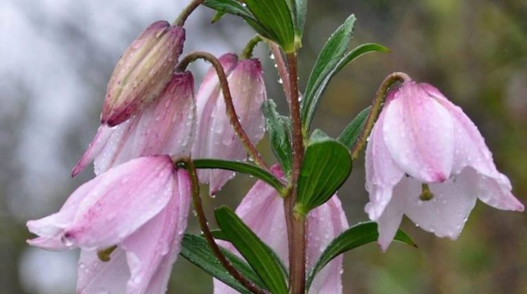 Shirui Lily - promoting harmony - The Statesman