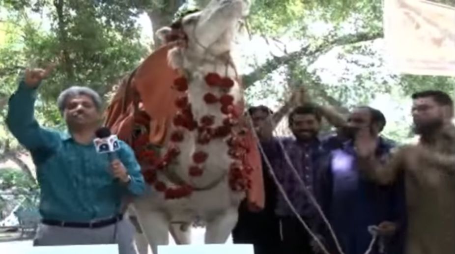 Champions Trophy: For this camel Pakistan is winner, on ground it looks ...