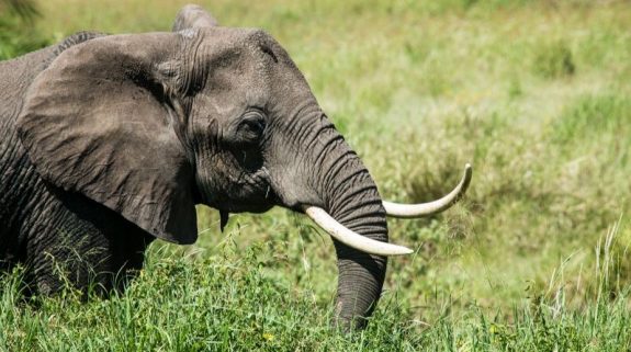 To Catch A Heffalump-In Water - The Statesman