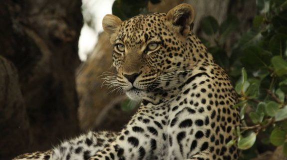 Leopards let loose in Goa zoo - The Statesman