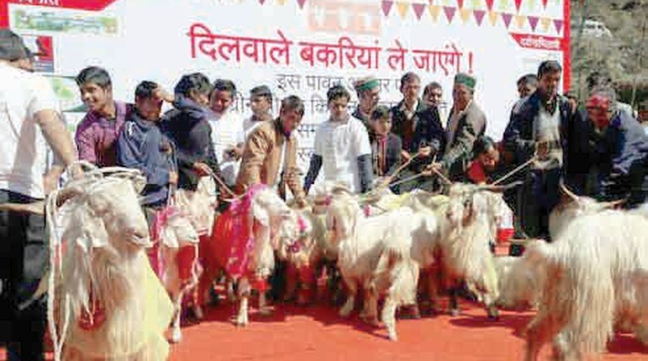 Row over goat marriage in U’khand - The Statesman