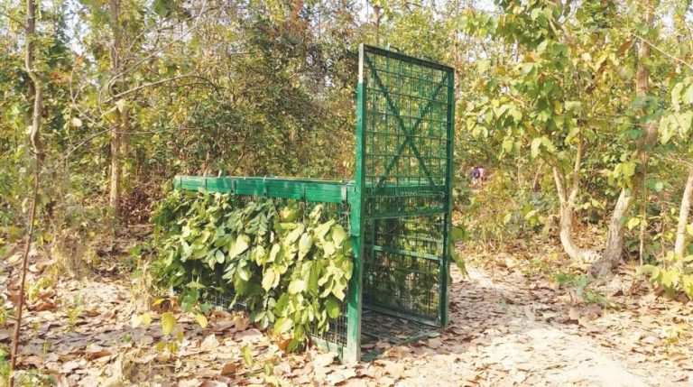Cages set up in Madhupur forest to trap Bengal tiger - The Statesman
