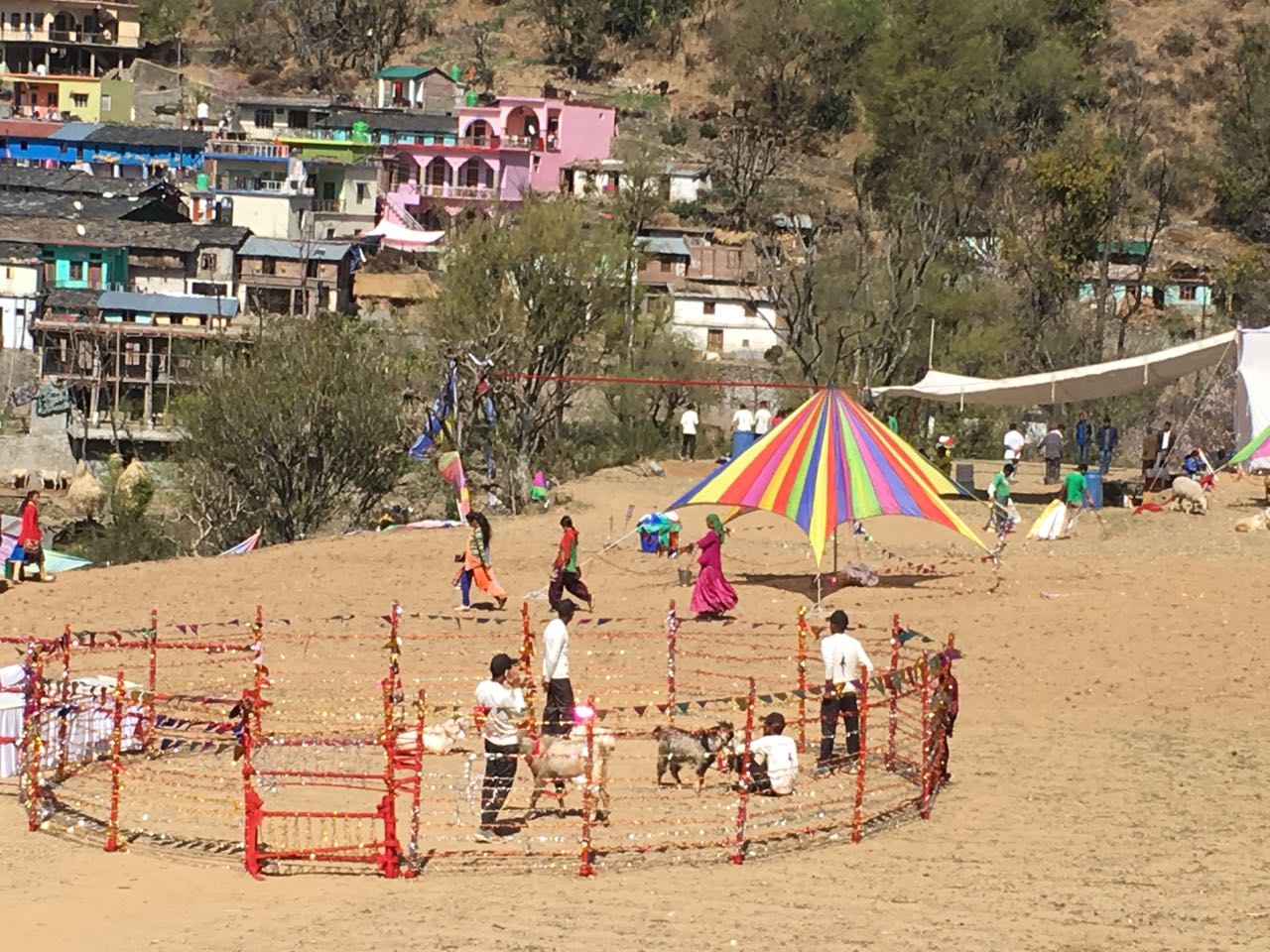 After hiccups, goat marriage event concludes peacefully in Tehri - The ...
