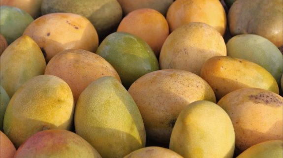 Rejoice with mango mania – the ultimate summer treat - The Statesman