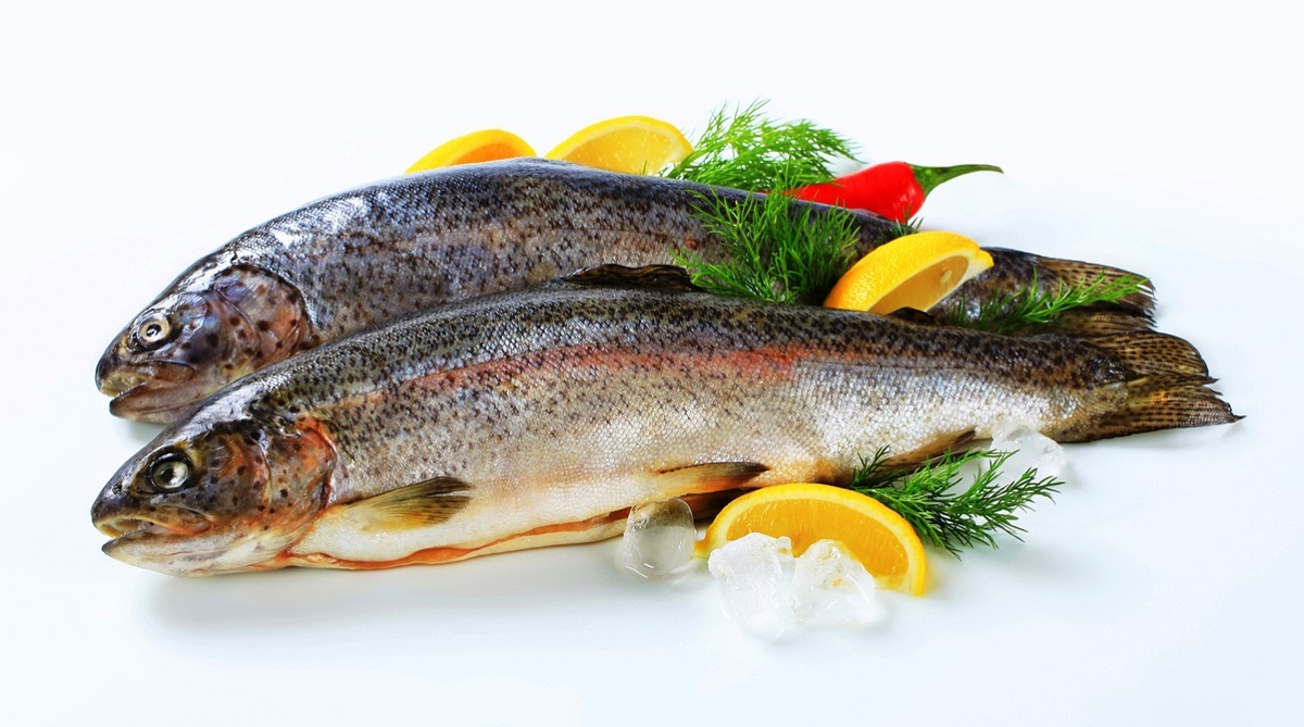 Jammu and Kashmir imports genetically modified Rainbow Trout Seed from ...