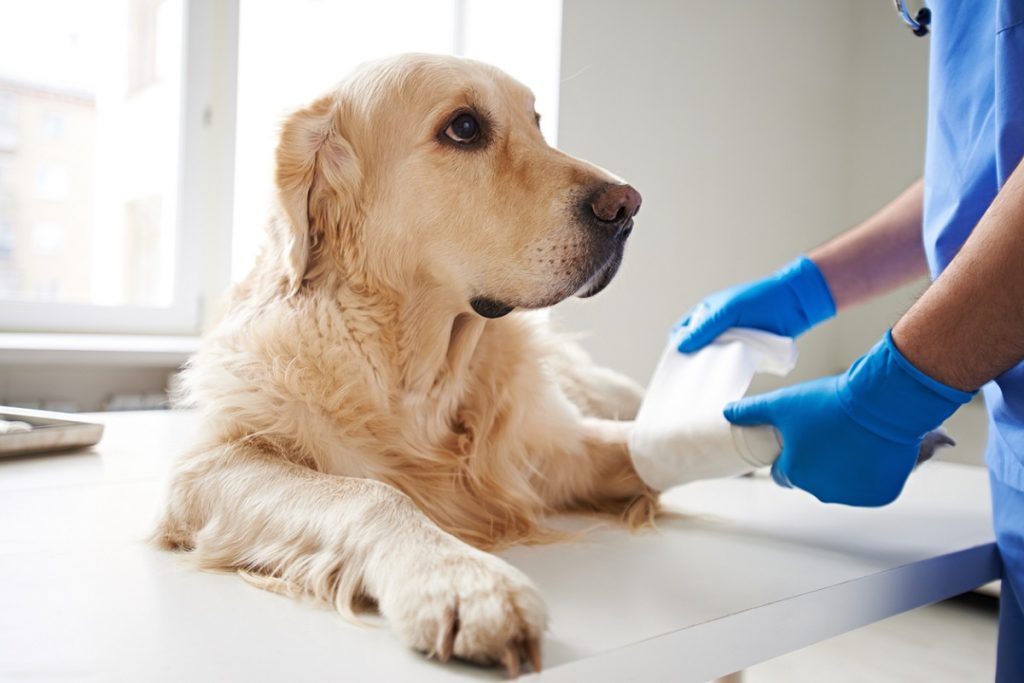 We Care For Animals Lending Healing Touch To Injured And Sick Animals We Care For Animals Lending Healing Touch To Injured And Sick Animals