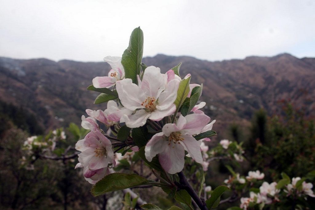 So far so good for apples in Himachal - The Statesman