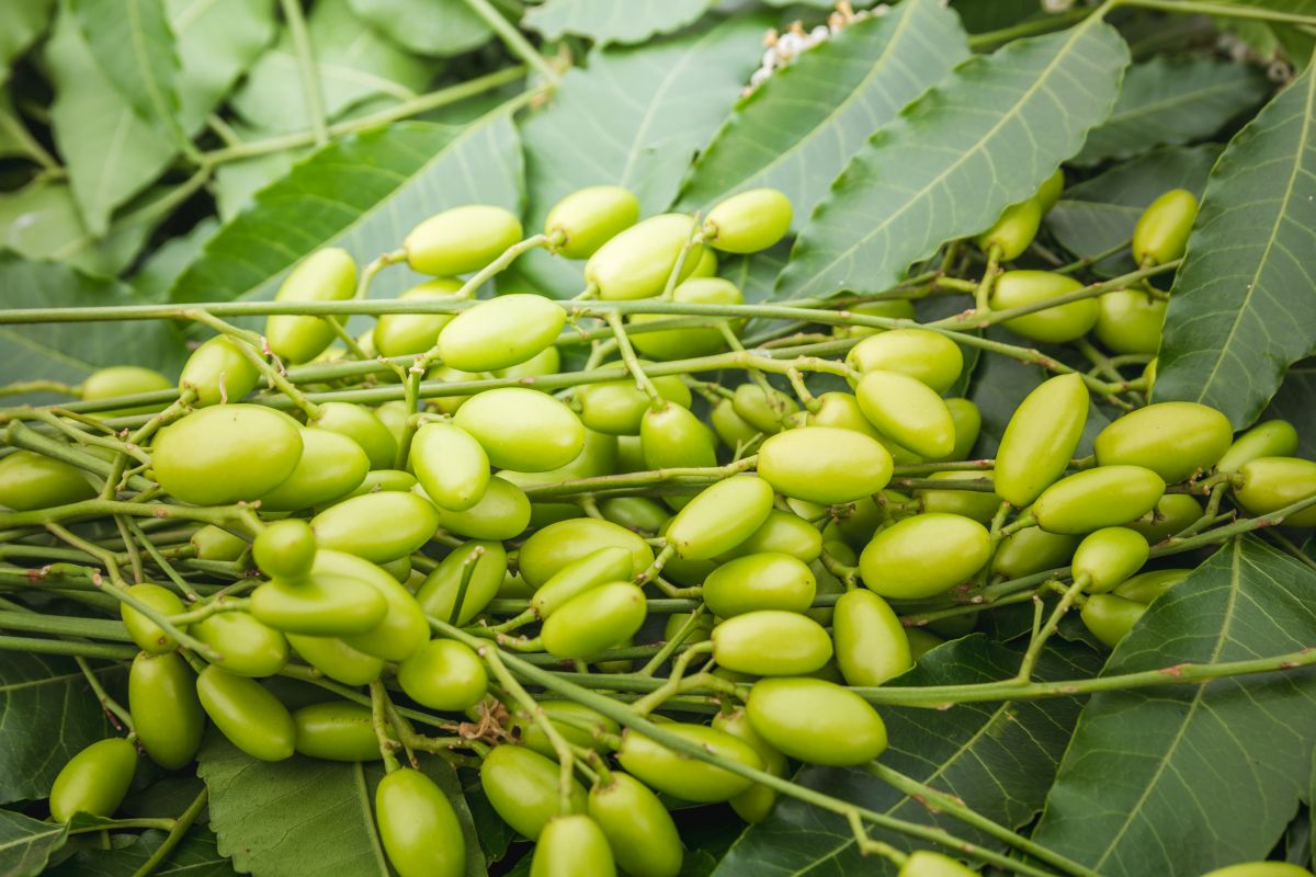 These Neem Benefits Will Change Your Life The Statesman These Neem Benefits Will Change Your Life The Statesman