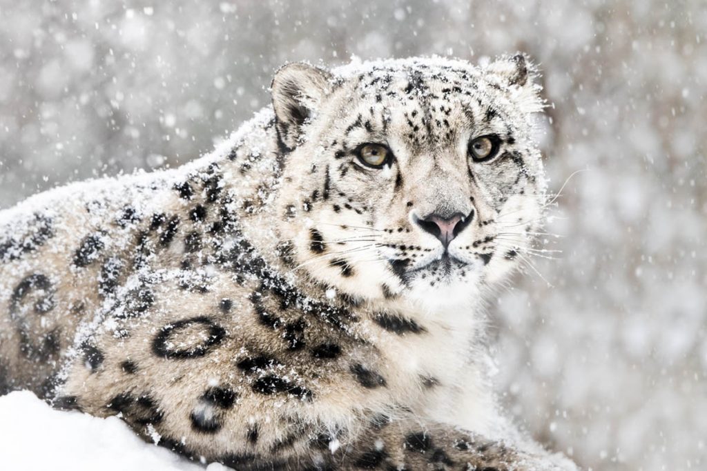 Himachal becomes 1st state to complete assessment of snow leopards ...