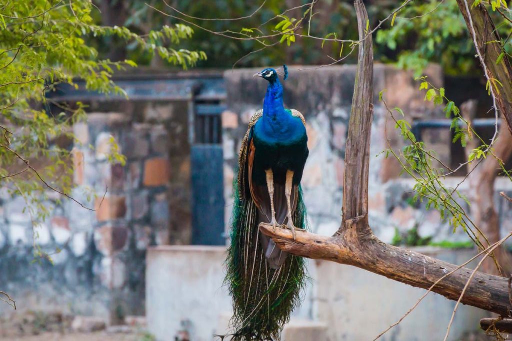 16 peacocks found dead in orchards in Uttar Pradesh - The Statesman