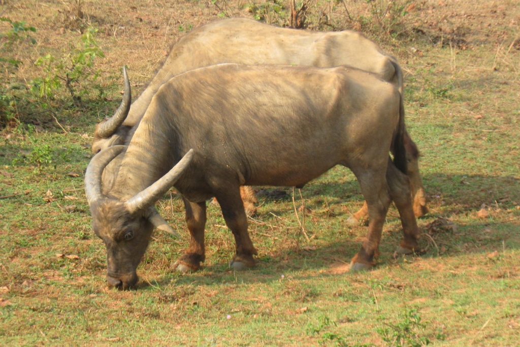 Odisha’s Manda buffalo gets national recognition: ICAR approves the ...