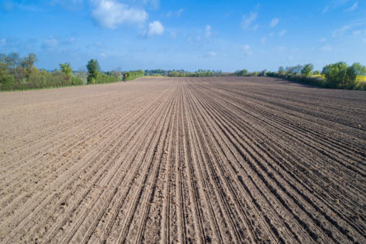 Odisha s Gross Cropped Area Declines By 8 In Half a decade