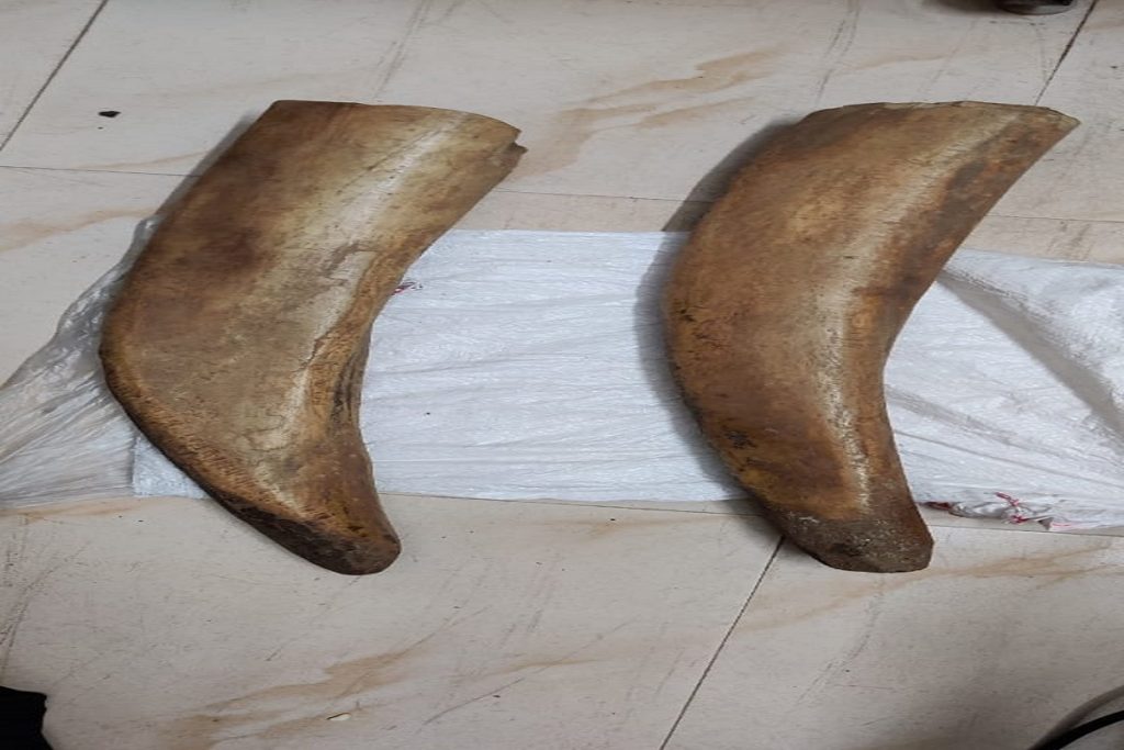Odisha STF seizes two elephant tusks