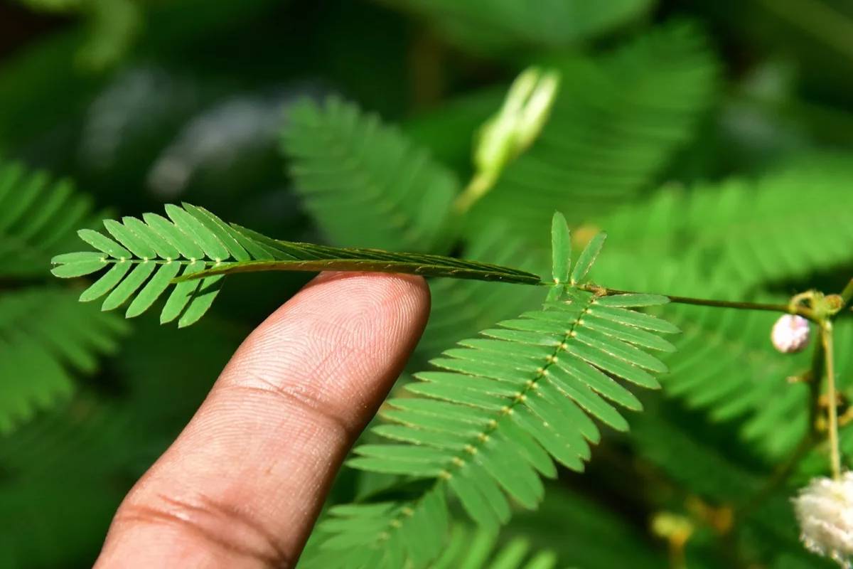The Incredible Defense Mechanism Of The Plant Kingdom The Statesman The Incredible Defense Mechanism Of The Plant Kingdom The Statesman