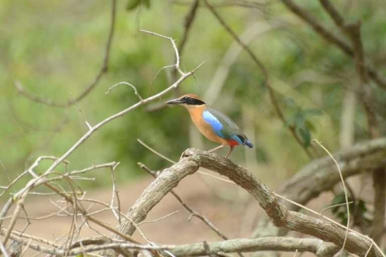 India's first mangrove pitta bird census in Bhitarkanika