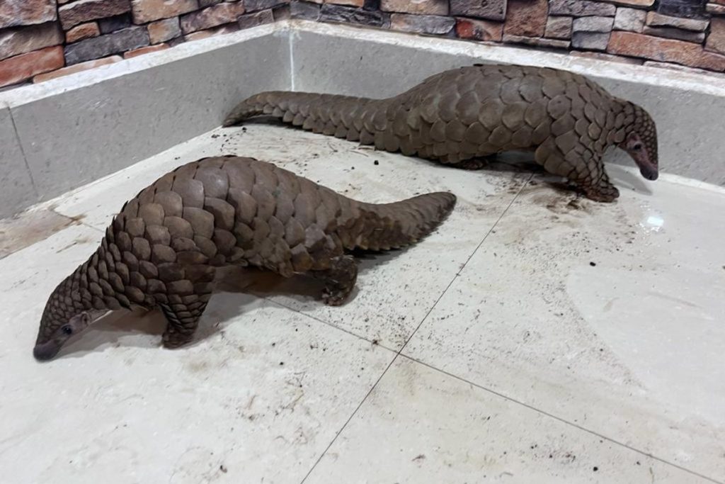 Two wildlife smugglers held with live pangolins in Odisha